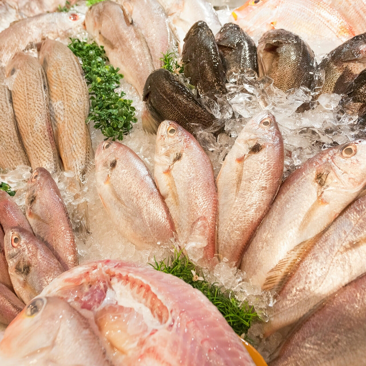 Taiwanese Fish - 瑞亞兄弟